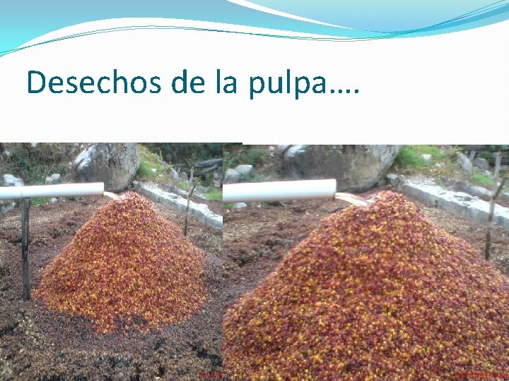 PROCESO DE DESPULPADO EL DESPULPADO DE CAF ES