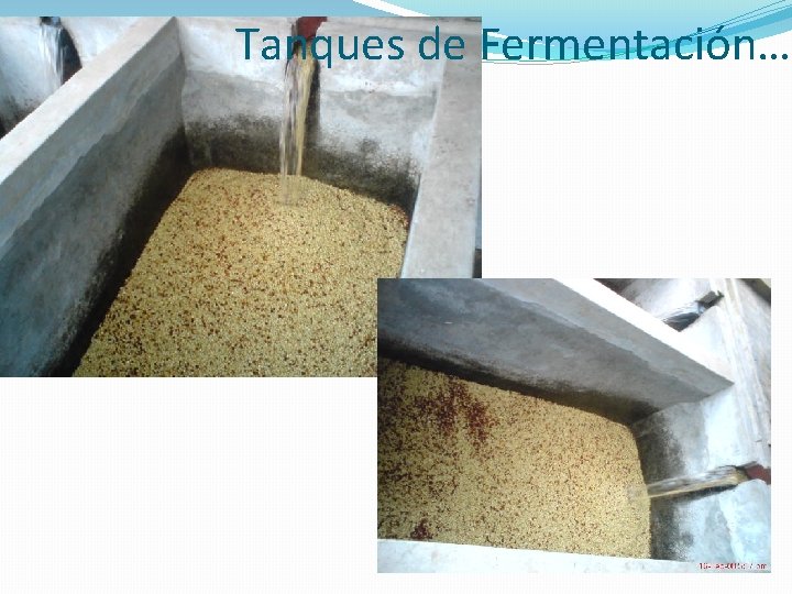 PROCESO DE DESPULPADO EL DESPULPADO DE CAF ES