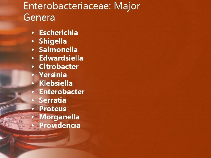 Proteus Morganella Providencia species Dr Baha Eldin Khalid