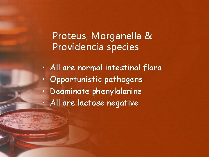 Proteus Morganella Providencia species Dr Baha Eldin Khalid