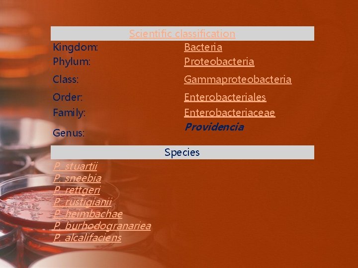Proteus Morganella Providencia species Dr Baha Eldin Khalid