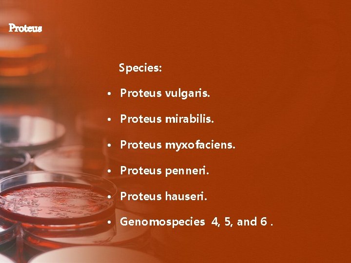Proteus Morganella Providencia species Dr Baha Eldin Khalid