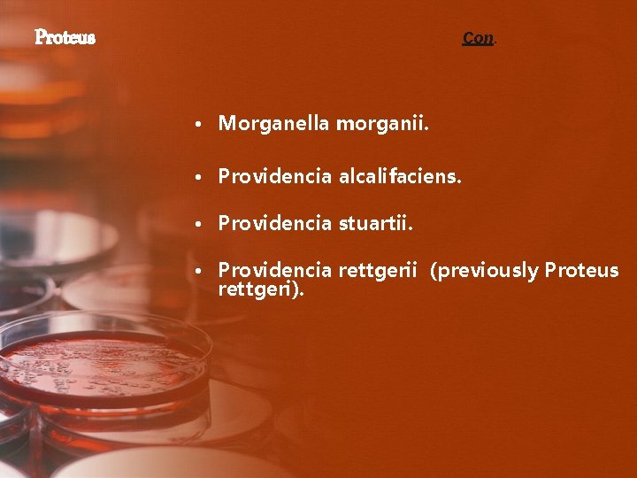 Proteus Morganella Providencia species Dr Baha Eldin Khalid