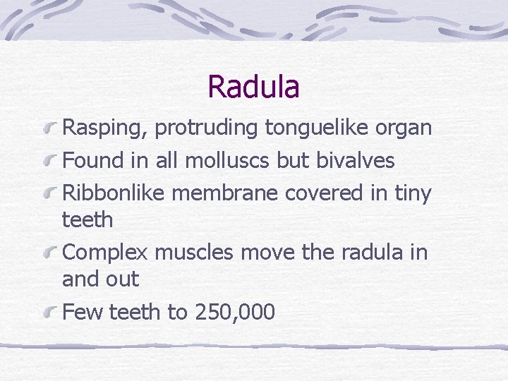 Phylum Mollusca Chapter 16 Molluscs True coelomate animals