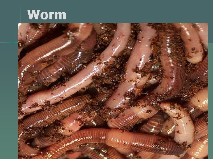 Classification of organisms n 3 Domains Bacteria n