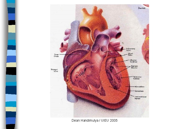 Anatomi Fisiologi Pulmo Kardiovaskuler Oleh Dr Dean Handimulya
