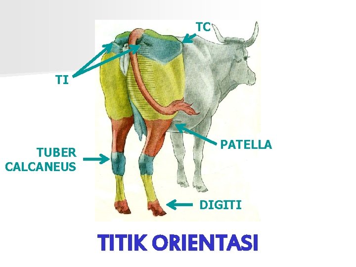 EXTREMITAS CAUDALIS FUNGSI EXTREMITAS CAUDALIS n PENOPANG TUBUH