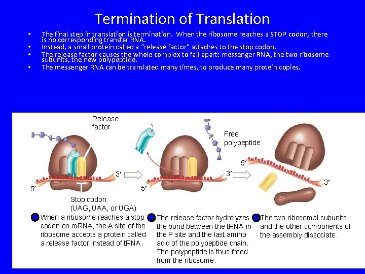 Building a Polypeptide We can divide translation into