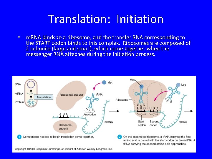 Building a Polypeptide We can divide translation into