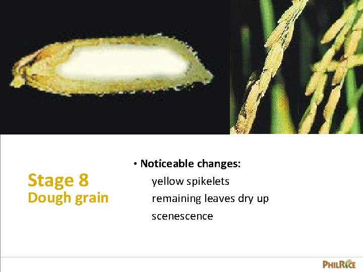 Growth Stages of the Rice Plant Part 1
