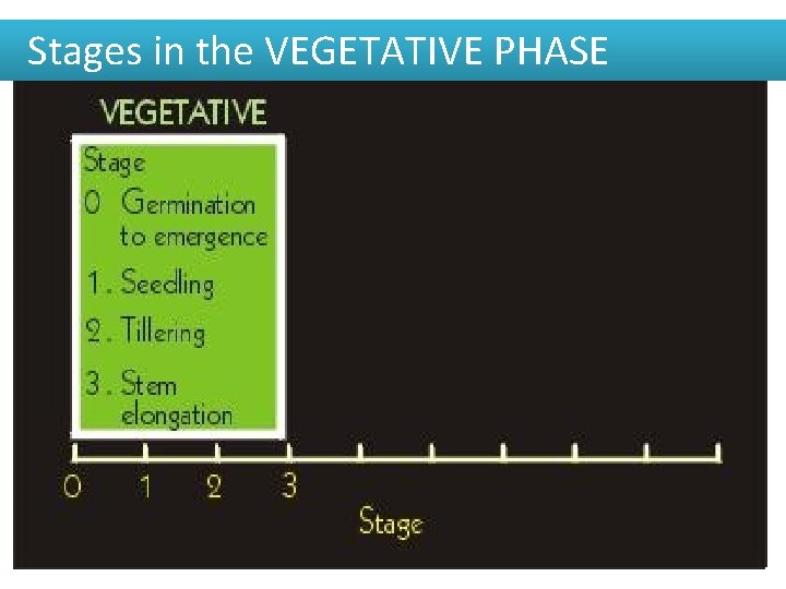 Growth Stages of the Rice Plant Part 1