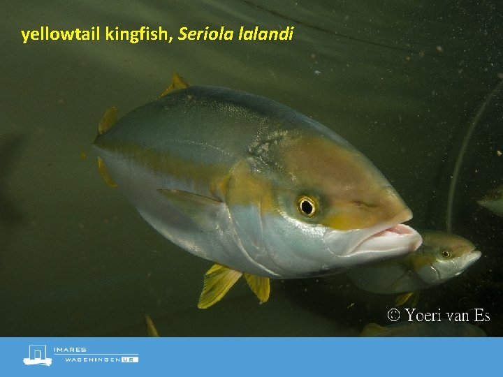 Developing Yellow Tail Kingfish Farming in LandBased ClosedContainment