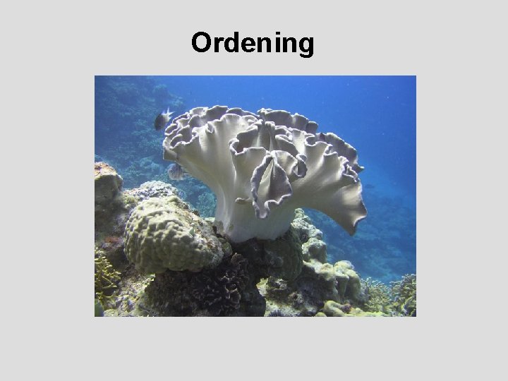 Ordening Organismen Rijken Bacterin Schimmels Planten Dieren Celwand