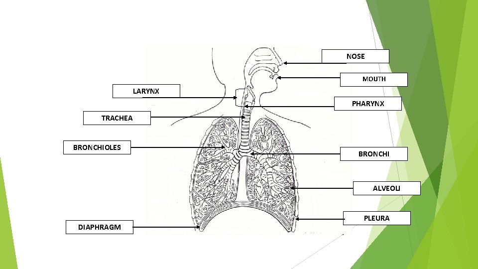 Respiratory System Test Study Review NOSE MOUTH LARYNX