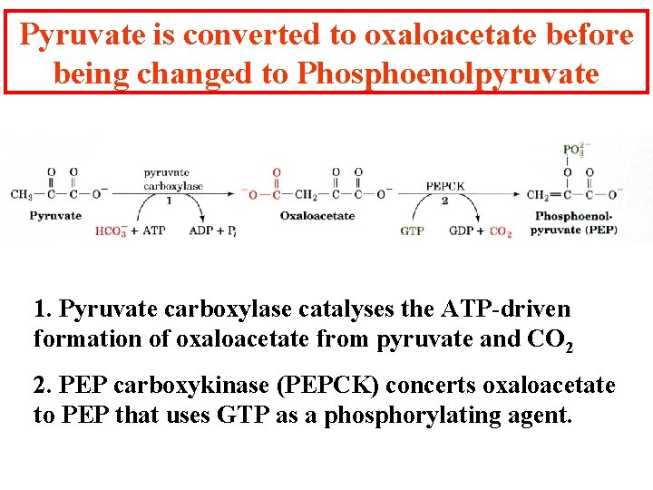 Gluconeogenesis Evaluations 4232003 Overview of Glucose Metabolism ...