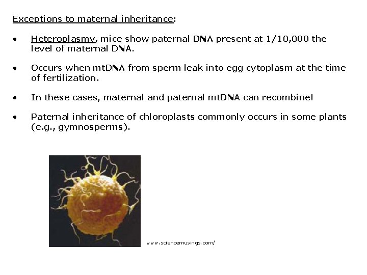 NonMendelian Inheritance Mitochondria Chloroplasts Examples of ...