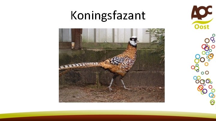 Blok 2 Rassenkennis Vogels Niveau 2 3 en