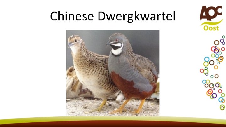 Blok 2 Rassenkennis Vogels Niveau 2 3 en