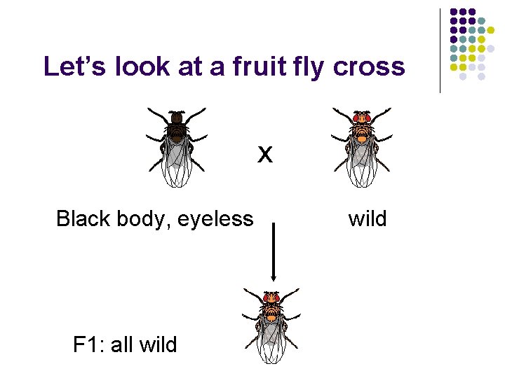 Chi Square Analysis l l l The chi