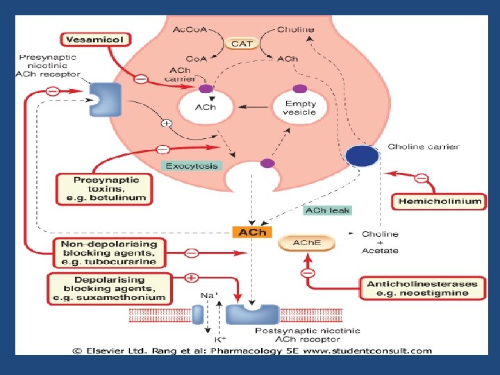 Lab 5 Dose Response Curve of Ach The