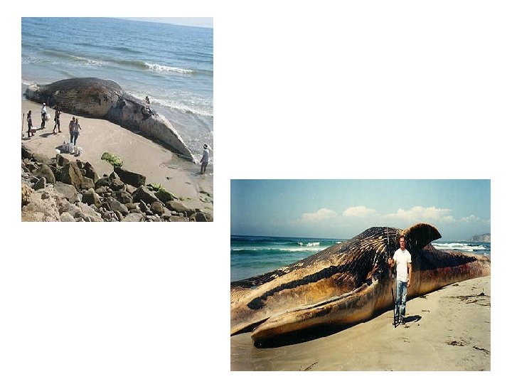 Cetaceans Baleen Whales Toothed Whales Baleen Whales Blue