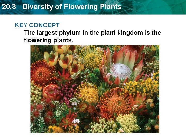 20 3 Diversity of Flowering Plants KEY CONCEPT