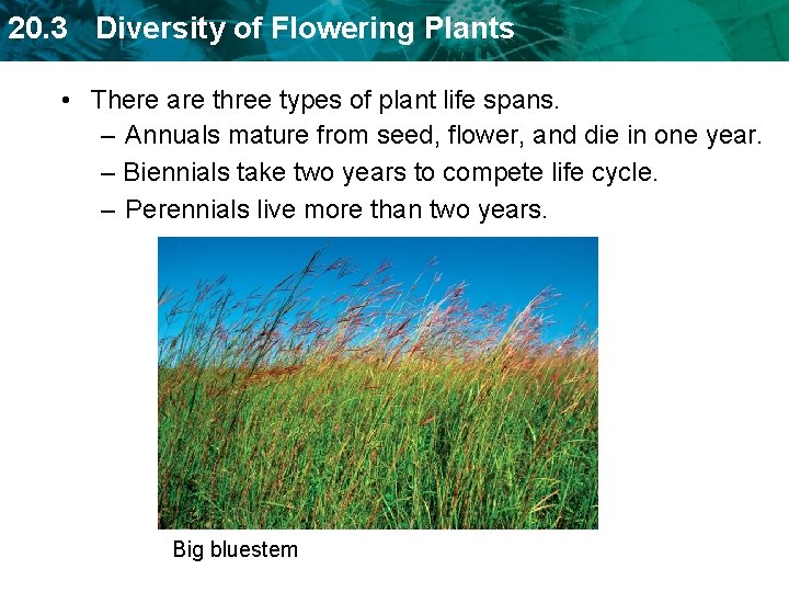 20 3 Diversity of Flowering Plants KEY CONCEPT