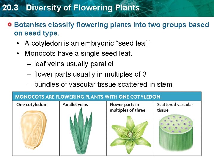 20 3 Diversity of Flowering Plants KEY CONCEPT