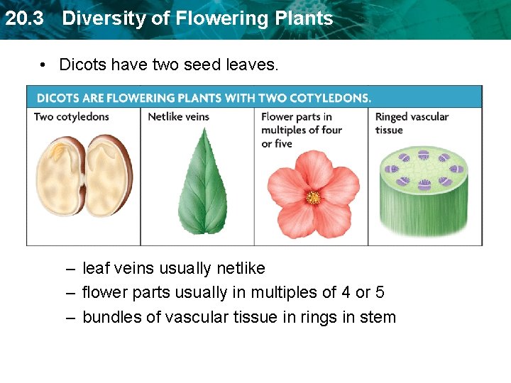 20 3 Diversity of Flowering Plants KEY CONCEPT