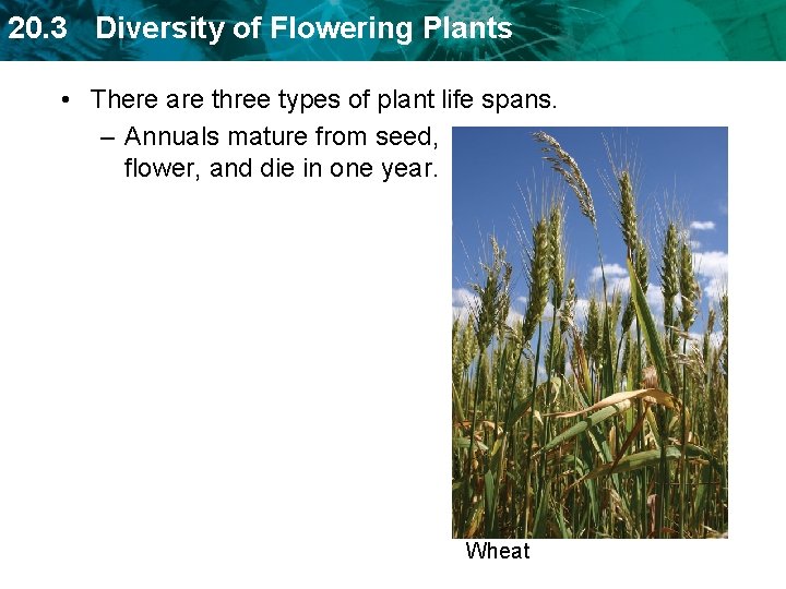 20 3 Diversity of Flowering Plants KEY CONCEPT