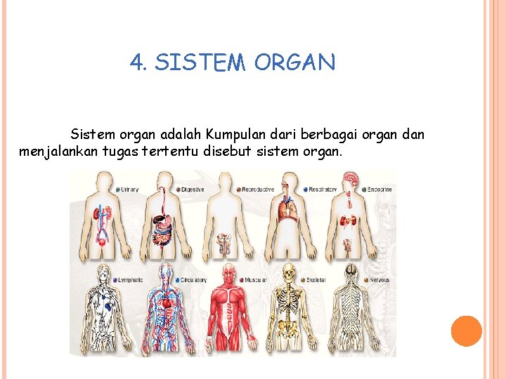 BIOLOGI TUGAS INDIVIDU Bab X Sistem Organisasi Kehidupan