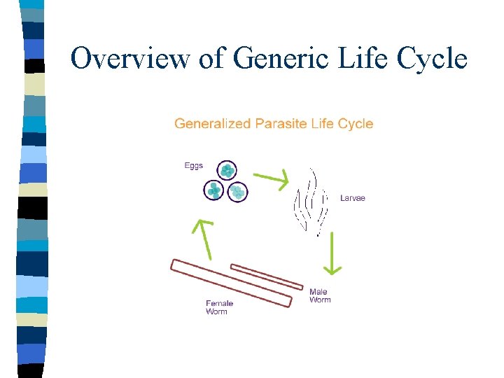 Parasitic Worms Pathogenic Human Helminthes and Arthropods Characteristics