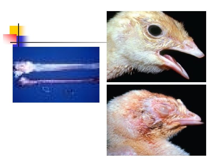Bacterial Diseases of Turkeys and Ducks Prof Dr