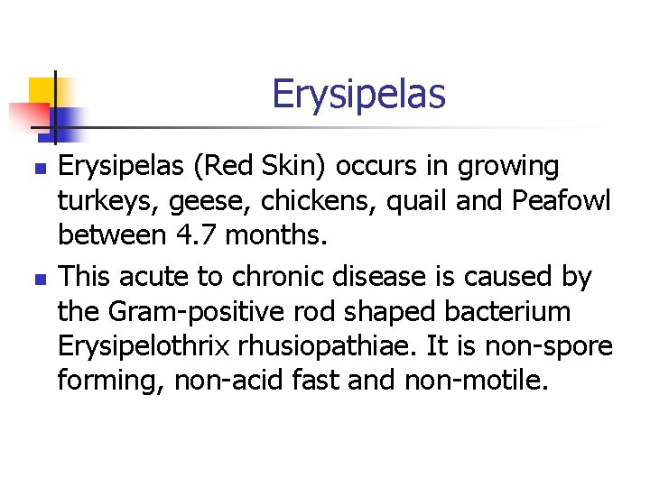 Bacterial Diseases of Turkeys and Ducks Prof Dr