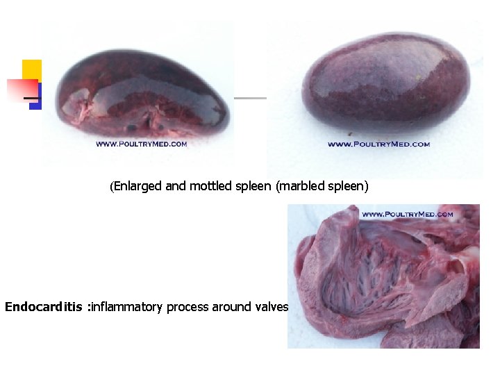 Bacterial Diseases of Turkeys and Ducks Prof Dr