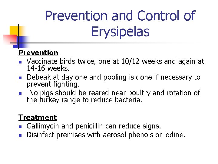 Bacterial Diseases of Turkeys and Ducks Prof Dr