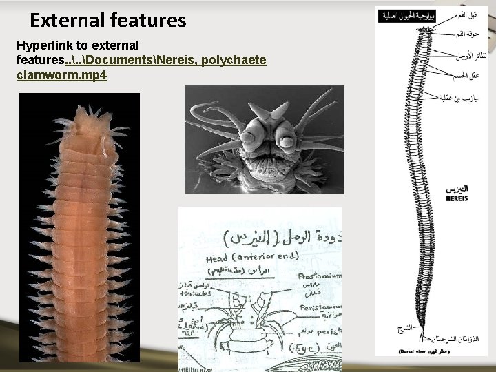 Lecture 4 Marine Annelids the Polychaetes polychaeta General