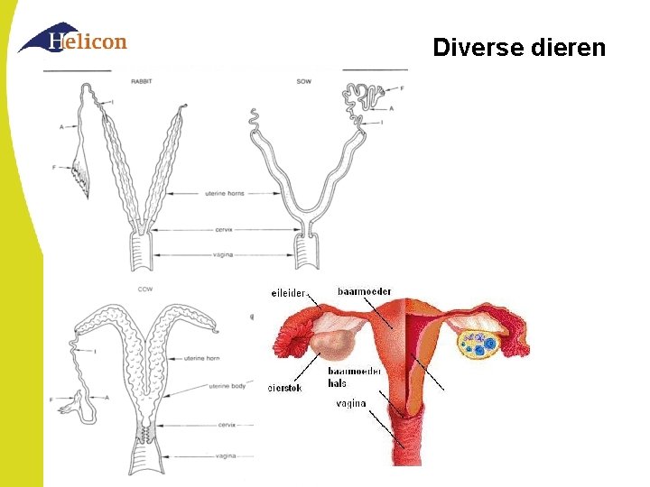 Geslachtsorganen en hormonen Hfdst 4 Mannelijke geslachtsorganen Teelballen