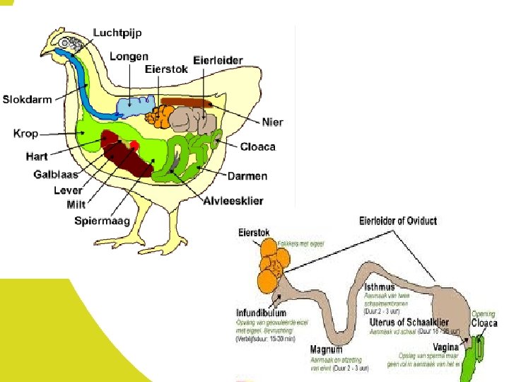 Geslachtsorganen en hormonen Hfdst 4 Mannelijke geslachtsorganen Teelballen