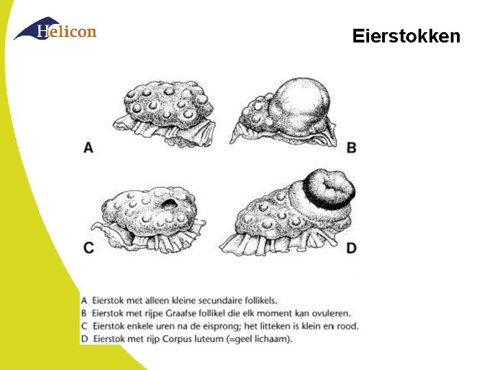 Geslachtsorganen en hormonen Hfdst 4 Mannelijke geslachtsorganen Teelballen