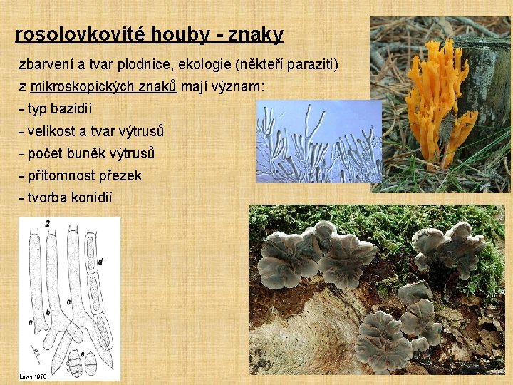 zkladn makroznaky bazidiomycet zkladn typy plodnic roukatch hub