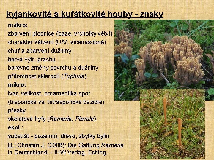 zkladn makroznaky bazidiomycet zkladn typy plodnic roukatch hub