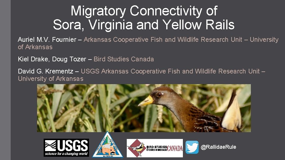 Migratory Connectivity of Sora Virginia and Yellow Rails