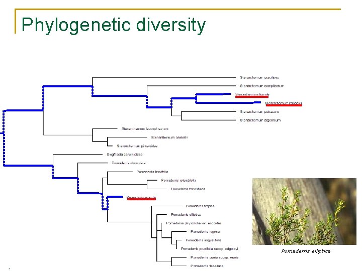 Trees taxonomy location mapping phylogeography using Biodiverse Dan