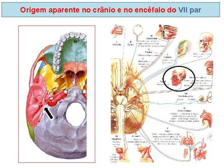 RCG 1036 ANATOMIA TOPOGRFICA APLICADA FISIOTERAPIA Planos superficiais