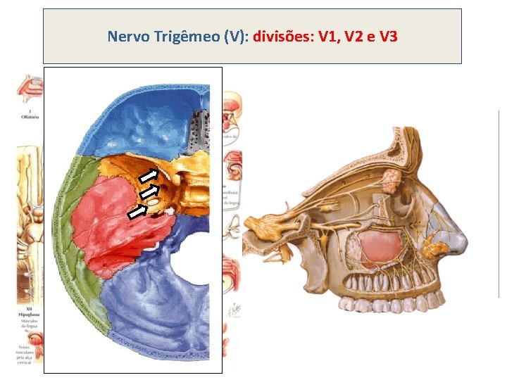 RCG 1036 ANATOMIA TOPOGRFICA APLICADA FISIOTERAPIA Planos superficiais