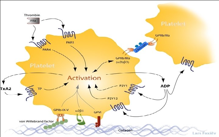 General Approach in Investigation of Haemostasis Platelets aggregation