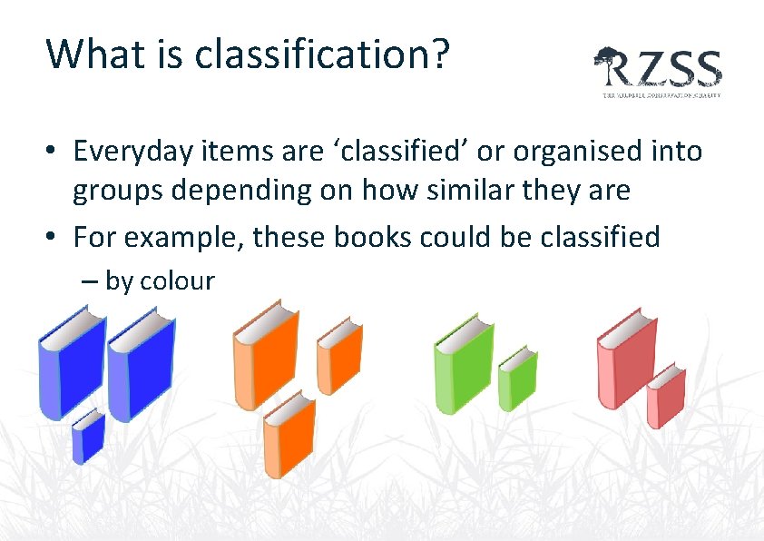Minibeast classification game What is classification Everyday items
