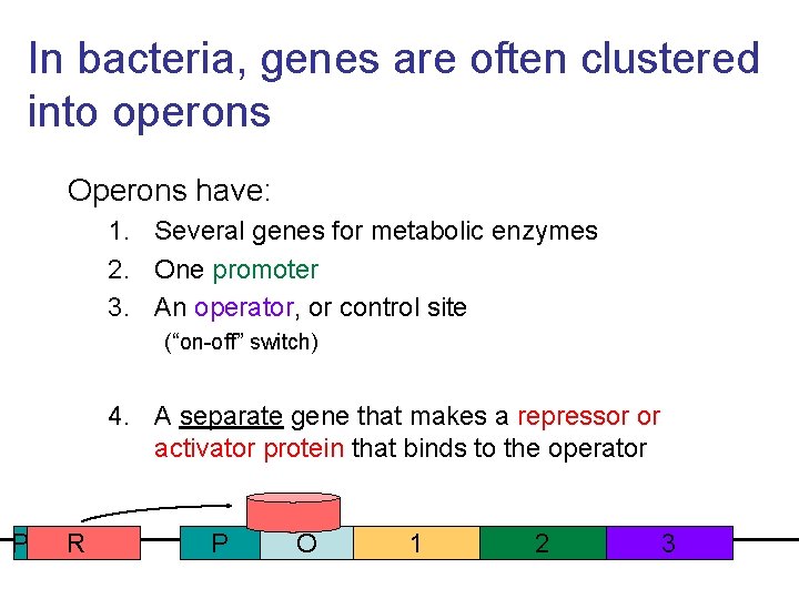 31 Gene regulation in bacteria Lecture Outline 111805