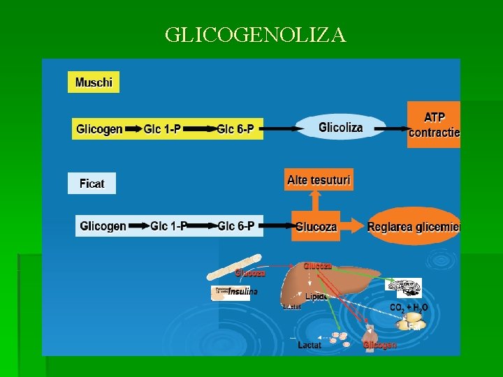 METABOLISMUL GLICOGENULUI METABOLISMUL GLICOGENULUI GLICOGENOLIZA ...